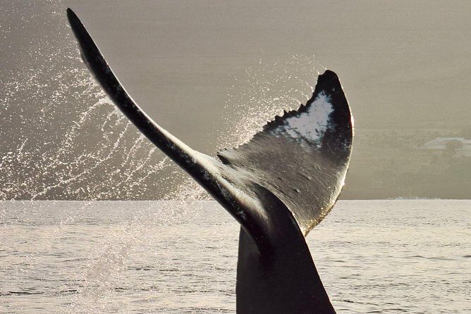 Maui Premium Sunset Dinner Cruise & Whale Watch - Group Size and Comfort