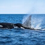 Mobulas and Cetaceans Day Trip - Why This Tour Offers Great Value