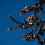 Monarch Butterfly Tour (Departing from Morelia) - What Sets This Tour Apart?