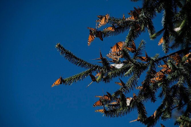 Monarch Butterfly Tour (Departing from Morelia) - What Sets This Tour Apart?