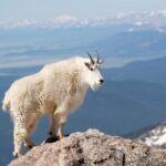 Mount Blue Sky Alpine Summit & Red Rocks Tour from Denver - What Could Be a Consideration?