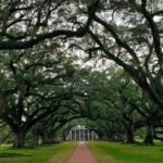 Oak Alley and Laura Plantation Tour with Transportation from New Orleans - Authentic Experiences from Reviewers