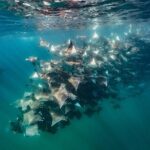 Ocean Safari: Sea Lions, Mobula Rays, Dolphins, Orcas & Whales - Who Should Consider This Tour?