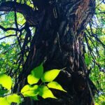 Old Louisville Walking Tour Recommended by The New York Times! @ 4th and Ormsby - The Practical Side