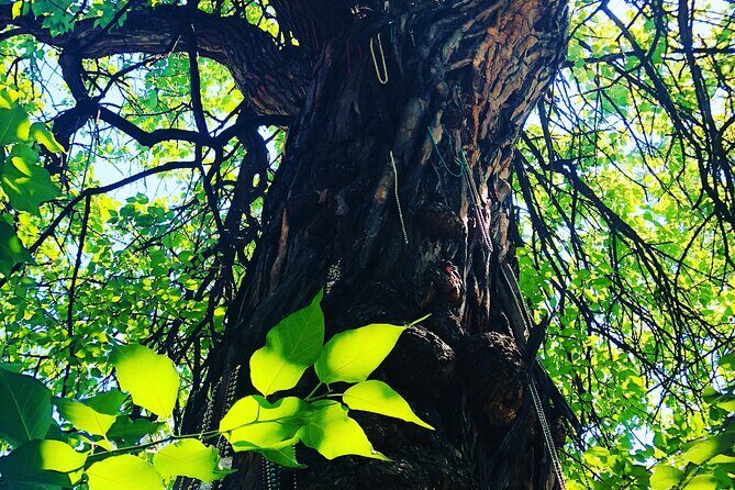Old Louisville Walking Tour Recommended by The New York Times! @ 4th and Ormsby - The Practical Side