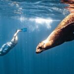 Open Ocean Safari and Whale Watching - An In-Depth Look at the Cabo Ocean Safari Experience