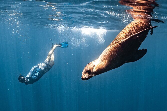 Open Ocean Safari and Whale Watching - An In-Depth Look at the Cabo Ocean Safari Experience