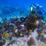 Open Water Certification Course-PADI - Who Will Love This Course?