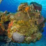 PADI Discover Scuba Diving Tour in Cozumel - Authentic Experiences From Reviewers