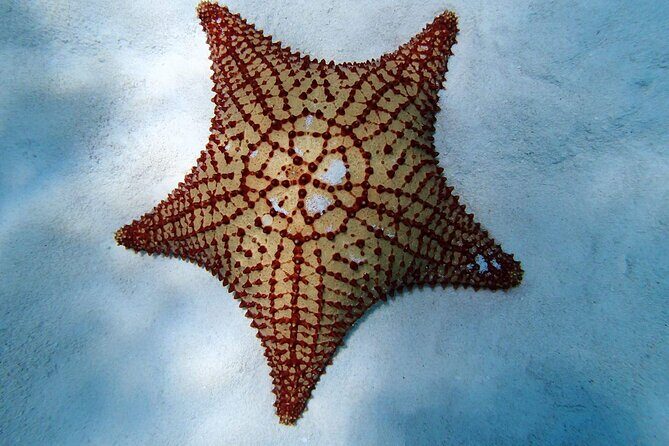 Power Snorkel by Sea Scooter & Flavored Tequila tasting - The Real Value: What Makes This Tour Stand Out?