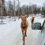 Private day tour to wildlife Parc Omega and Montebello lodge from Montreal - What’s Included and What You Should Consider