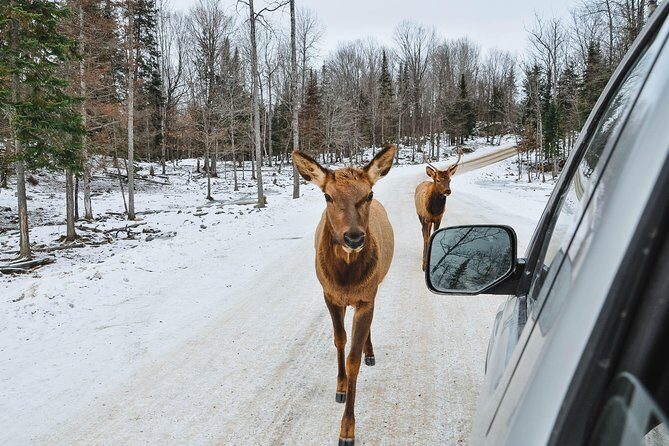 Private day tour to wildlife Parc Omega and Montebello lodge from Montreal - What’s Included and What You Should Consider