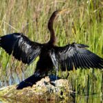 Private River Of Grass Everglades Airboat Adventure - Final Thoughts: Who Will Love This Tour?