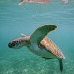 "Private Snorkeling with Turtles EN Akumal + Photos Included" - The Value of Expert Guides and Authentic Experiences