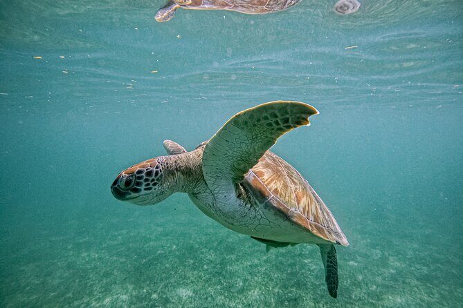 "Private Snorkeling with Turtles EN Akumal + Photos Included" - The Value of Expert Guides and Authentic Experiences