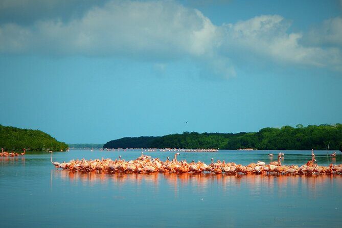 Private Tour Celestun Flamingo Watching and Beach - A Deep Dive into the Celestun Experience