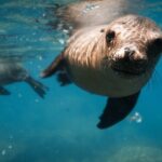 Private Trip Espiritu Santo Island - What Makes This Tour Stand Out?