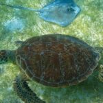 Private Turtles & Cenotes Adventure - Is This Tour Worth It?