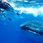 Private Whale shark Ecofriendly tour from Cancun - The Value of This Tour