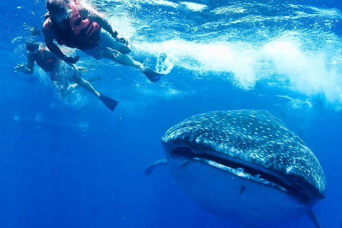 Private Whale shark Ecofriendly tour from Cancun - The Value of This Tour