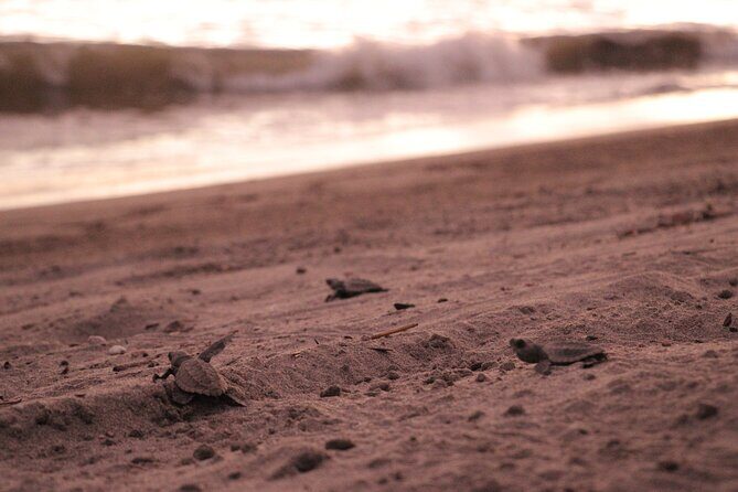 Release of Sea Turtles in Camp Tortuguero - Who Is This Tour Best For?