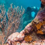 Scuba Diving in Cozumel Island - The Practical Side: Price, Duration, and What You Get