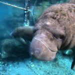 Semi Private Manatee Swim Tour - FAQs