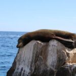 Shared Tour to the Arch of Cabo San Lucas - Practical Tips for Booking and Enjoying the Tour