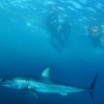 Shark Safari & Snorkel Adventure in Cabo San Lucas - Who Should Consider This Tour?