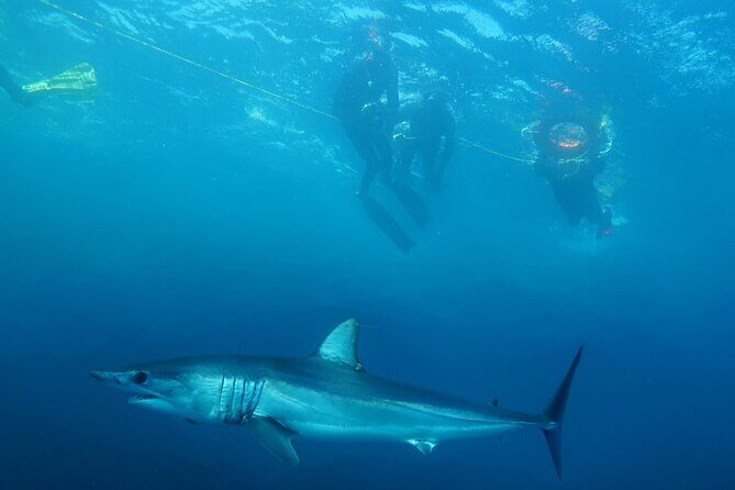 Shark Safari & Snorkel Adventure in Cabo San Lucas - Who Should Consider This Tour?