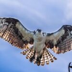 Sian Ka'an Adventure Full Day Trip to Punta Allen - A Deep Dive into the Experience