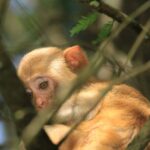 Silver Springs Manatee Kayak Tour - The Value in the Experience