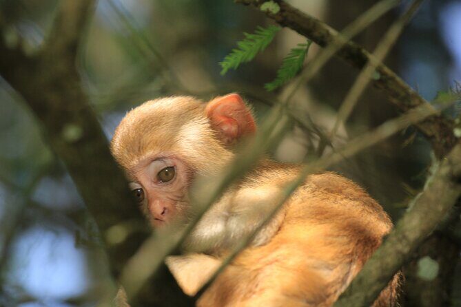 Silver Springs Manatee Kayak Tour - The Value in the Experience
