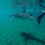 Small Group Snorkeling and Swim with Whale Sharks & Sea Lions in La Paz - Detailed Breakdown of the Itinerary