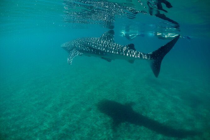 Small Group Snorkeling and Swim with Whale Sharks & Sea Lions in La Paz - Detailed Breakdown of the Itinerary