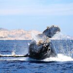 Small-Group Whale Watching Zodiac Boat Cruise in Cabo San Lucas - Who Is This Tour Best For?