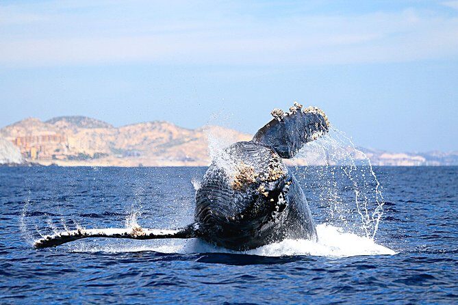 Small-Group Whale Watching Zodiac Boat Cruise in Cabo San Lucas - Who Is This Tour Best For?