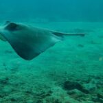 Snorkel boat tour in search of turtles - FAQ