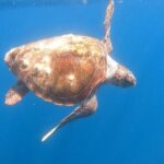 Snorkel Privately in Cabo San Lucas - Practical Tips for Booking