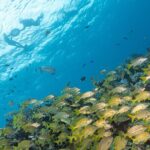 Snorkel Tour at Musa and Manchones Reef - FAQ