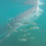 Snorkel Tour with Whale Shark in La Paz - The Itinerary: What to Expect