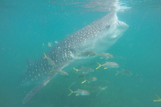 Snorkel Tour with Whale Shark in La Paz - The Itinerary: What to Expect