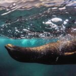 Snorkeling Adventure in La Jolla - Who Is This Tour Best For?