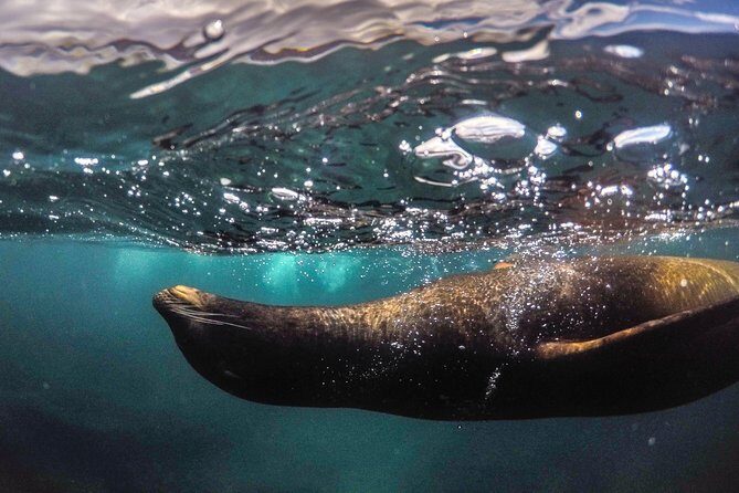 Snorkeling Adventure in La Jolla - Who Is This Tour Best For?