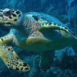 Snorkeling in Puerto Morelos - The Value of the Experience