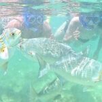 Snorkeling in Waikiki Many Fish All Levels Free Video & Pics! - The Snorkeling Spot: Marine Conservation Area