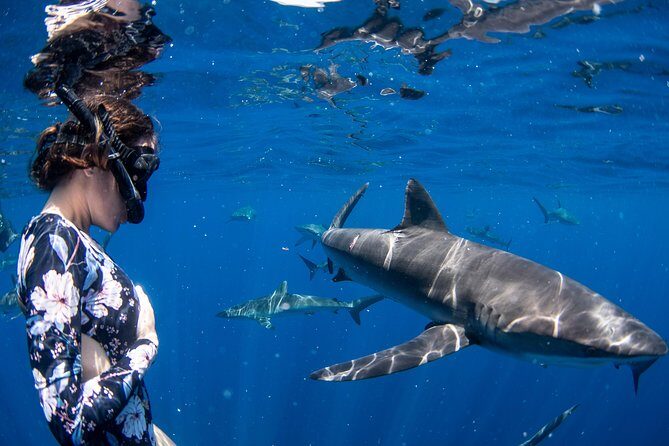 Snorkeling or Swimming with Sharks in Cabo San Lucas - Who Will Love This Experience?