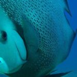 Snorkeling with Caribbean fish and private cenote exploration - Final Thoughts