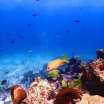 SPECIAL! Snorkel at MUSA - The Underwater Museum Reservation - What to Expect at Each Snorkeling Stop