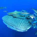 Swim with Whale Shark from Isla Mujeres and Cancun - Group Size and Atmosphere